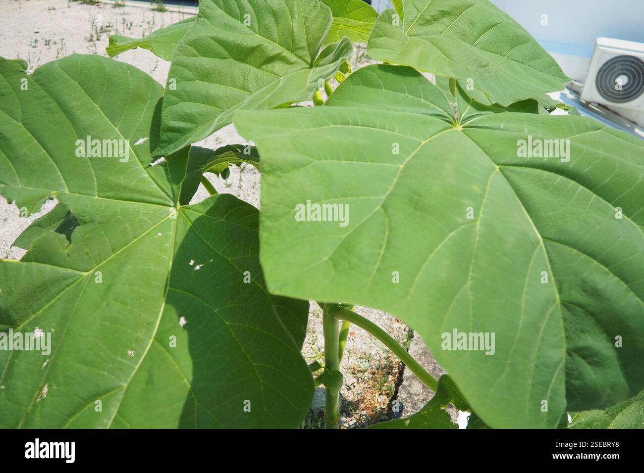 Paulownia is a genus of seven to 17 species of fast growing hardwood ...