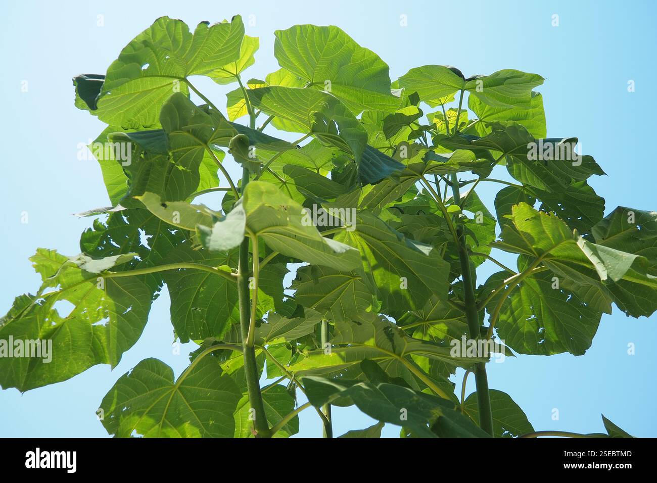 Paulownia is a genus of seven to 17 species of fast growing hardwood ...