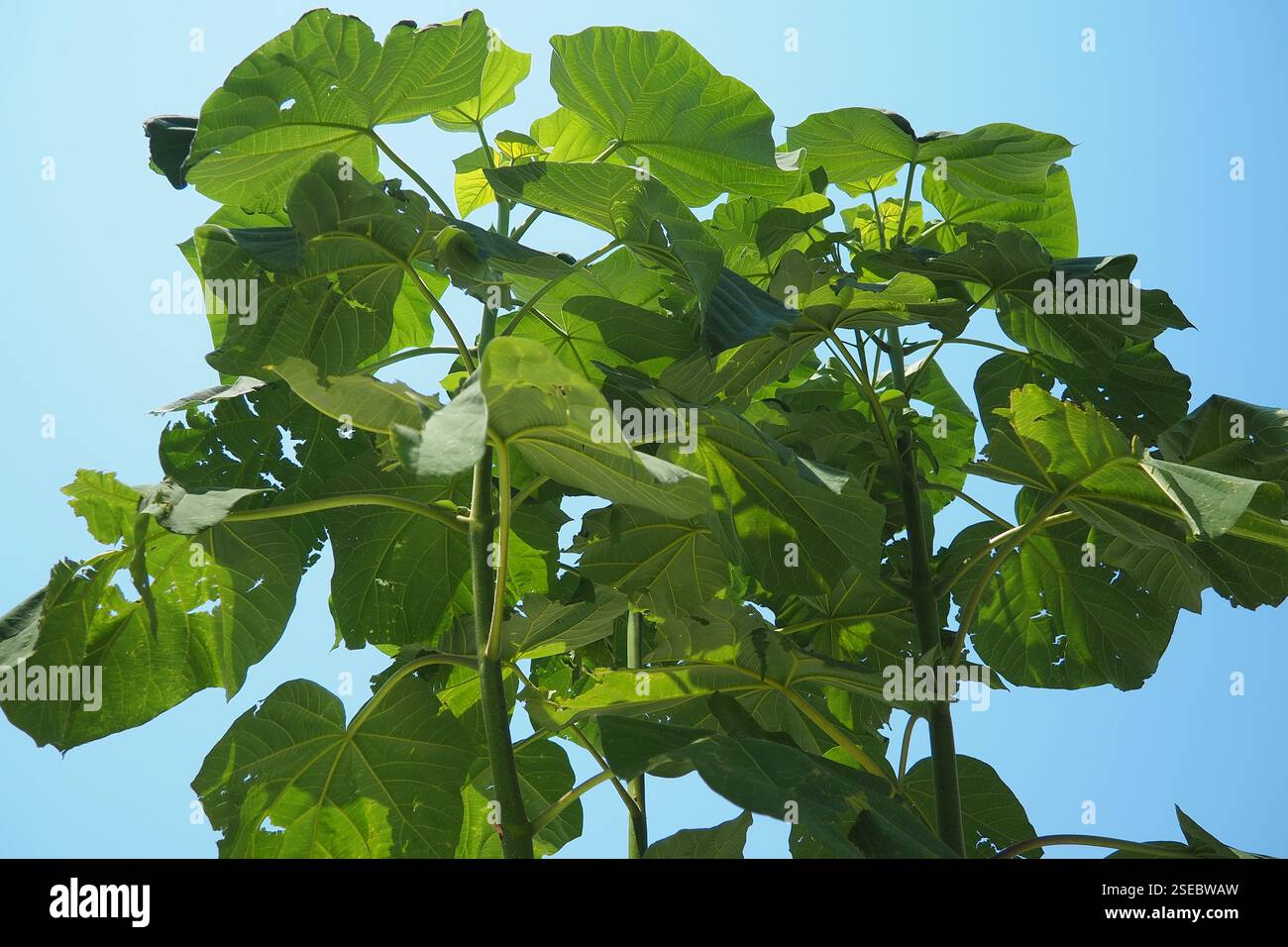 Paulownia is a genus of seven to 17 species of fast growing hardwood ...