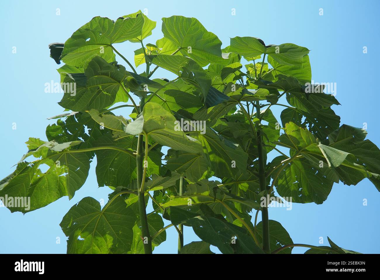 Paulownia is a genus of seven to 17 species of fast growing hardwood ...