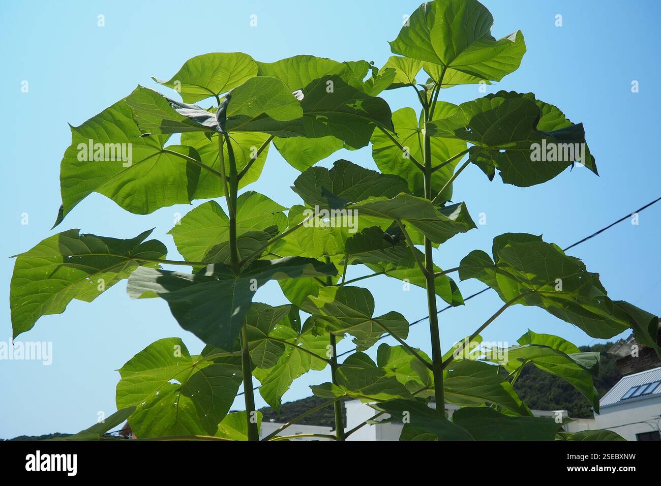 Paulownia is a genus of seven to 17 species of fast growing hardwood ...