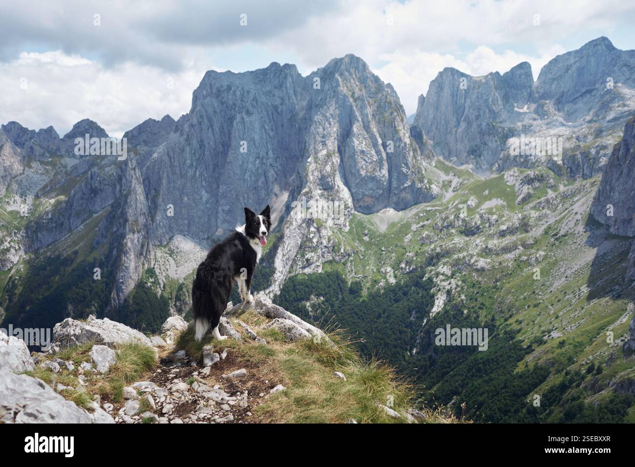A Border Collie looks out over a mountain ridge with jagged peaks in ...