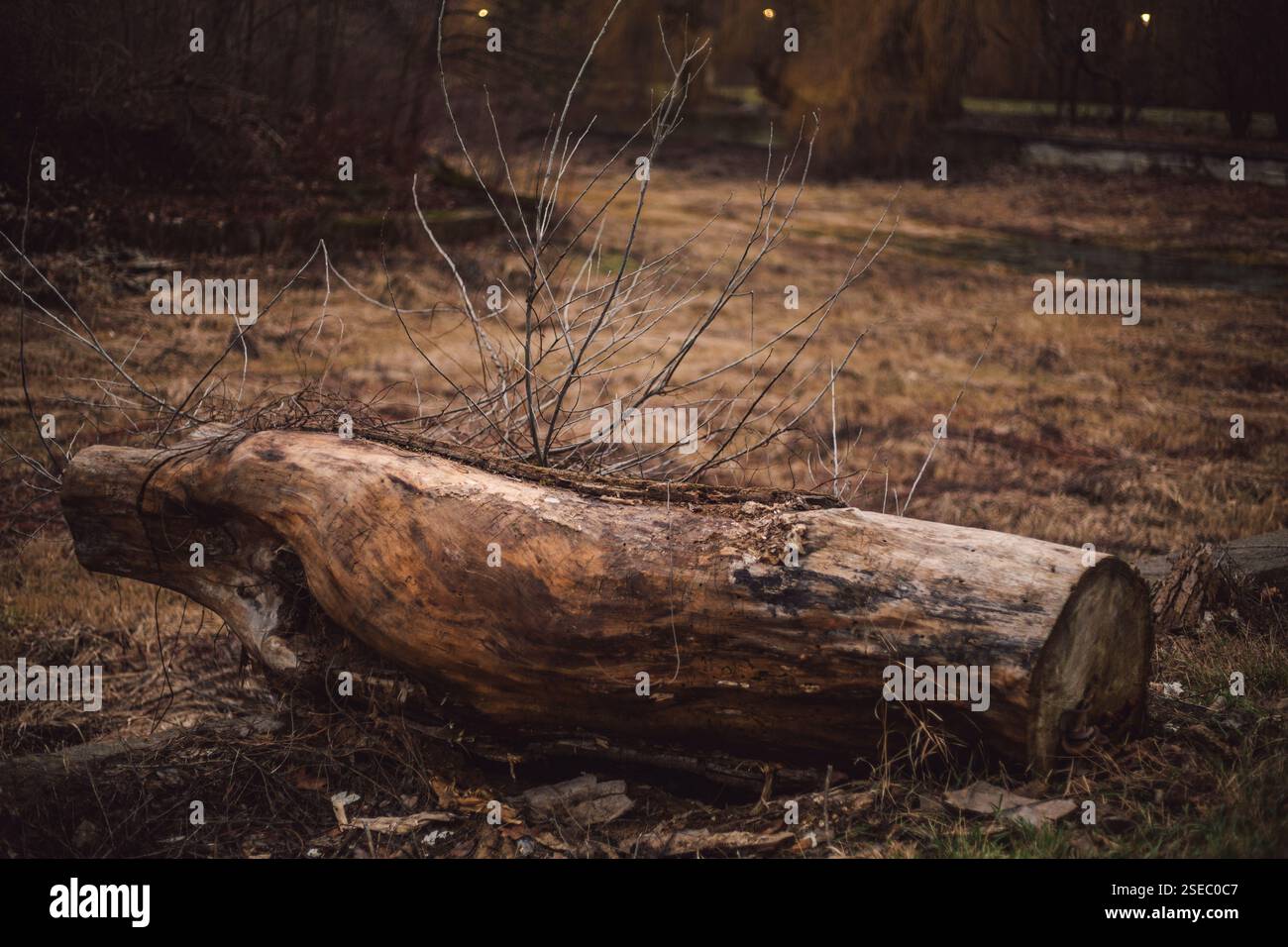 Autumn landscape. Tree trunk lies among foliage Stock Photo - Alamy