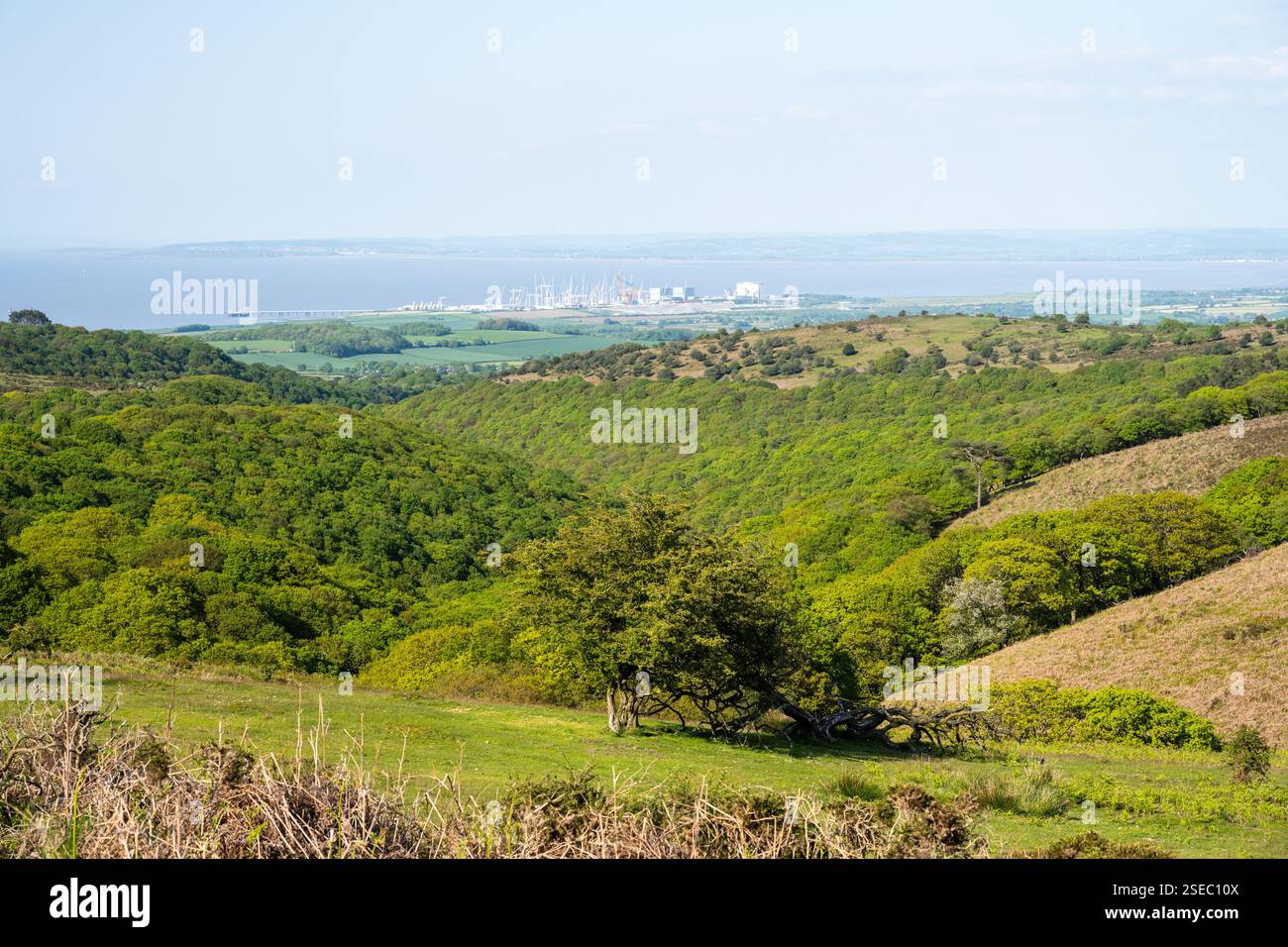 A cluster of tower cranes marks the Hinkley Point C nuclear power ...