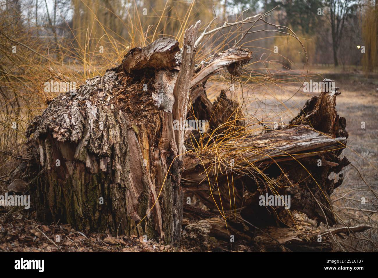 Autumn landscape. Tree trunk lies among foliage Stock Photo - Alamy