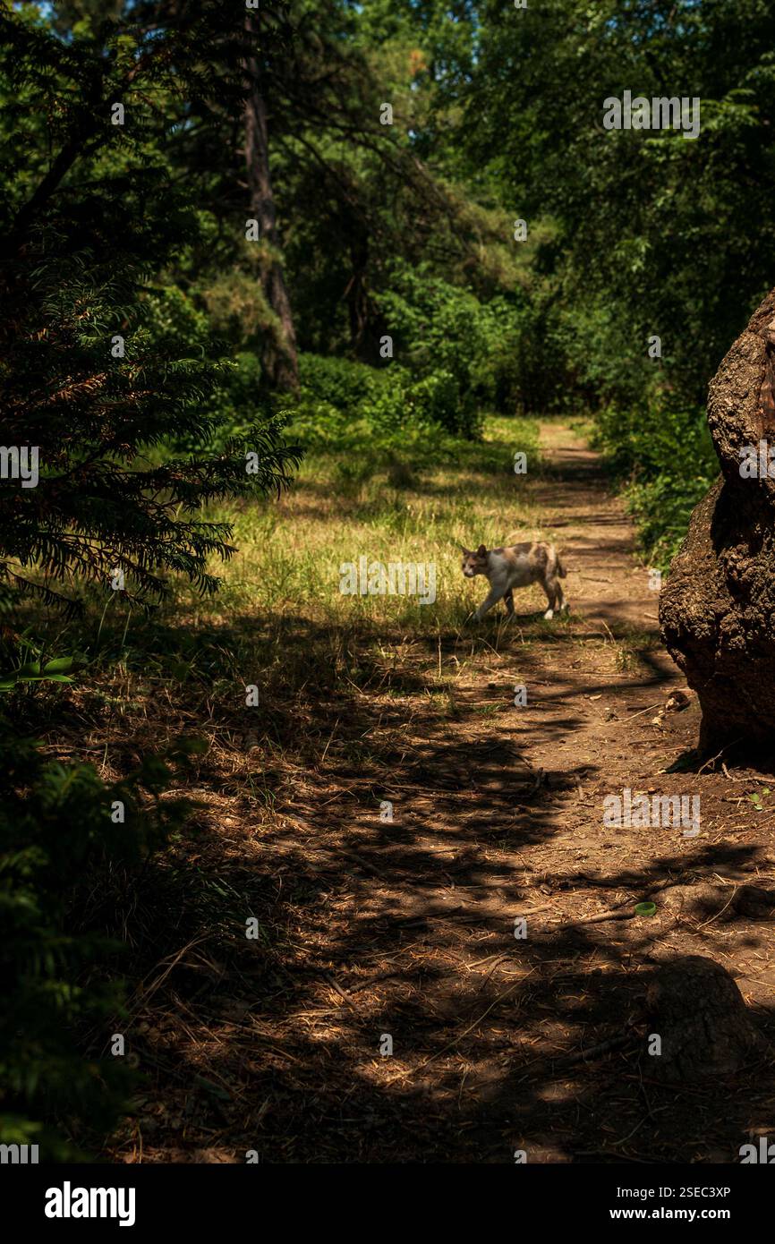 a path for walking in the park. a cat is crossing the path Stock Photo ...