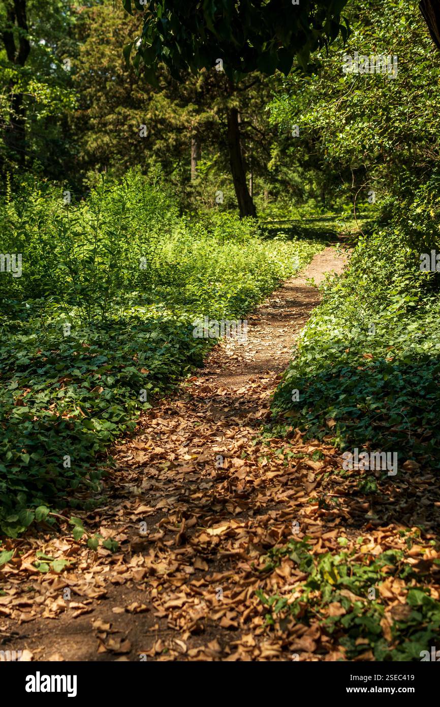 A picturesque path for walks in a park with tall trees Stock Photo - Alamy