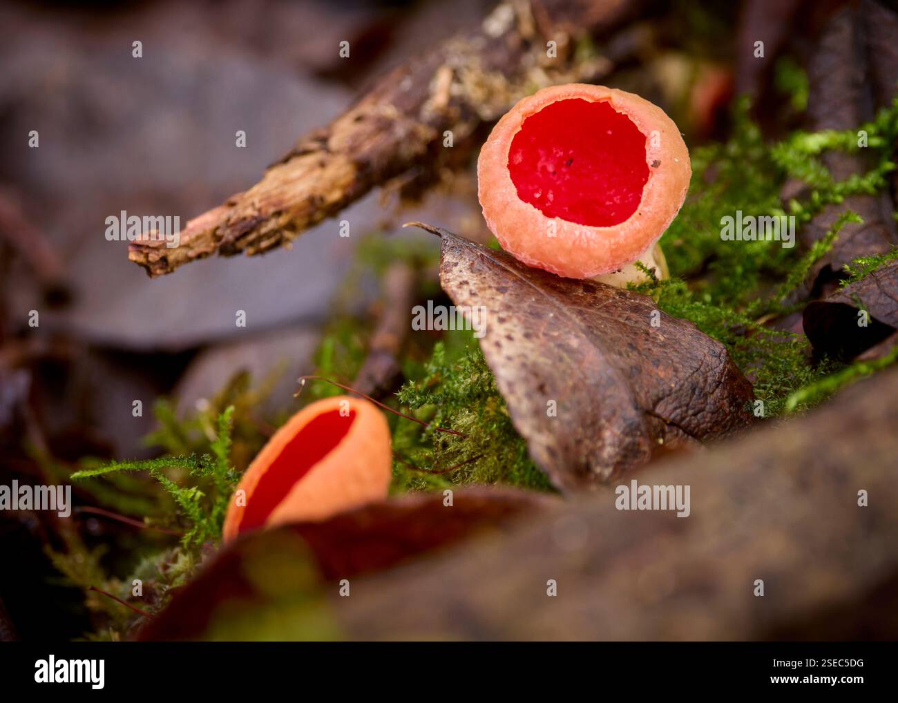 Chasewater hi-res stock photography and images - Alamy