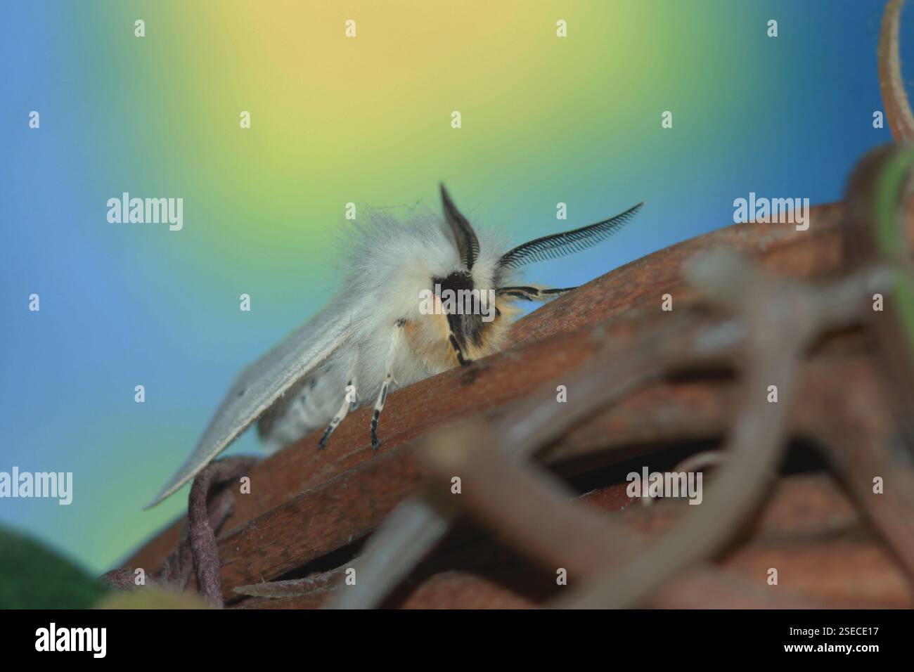 A gorgeous, mysterious white butterfly decorates a wicker vine against ...