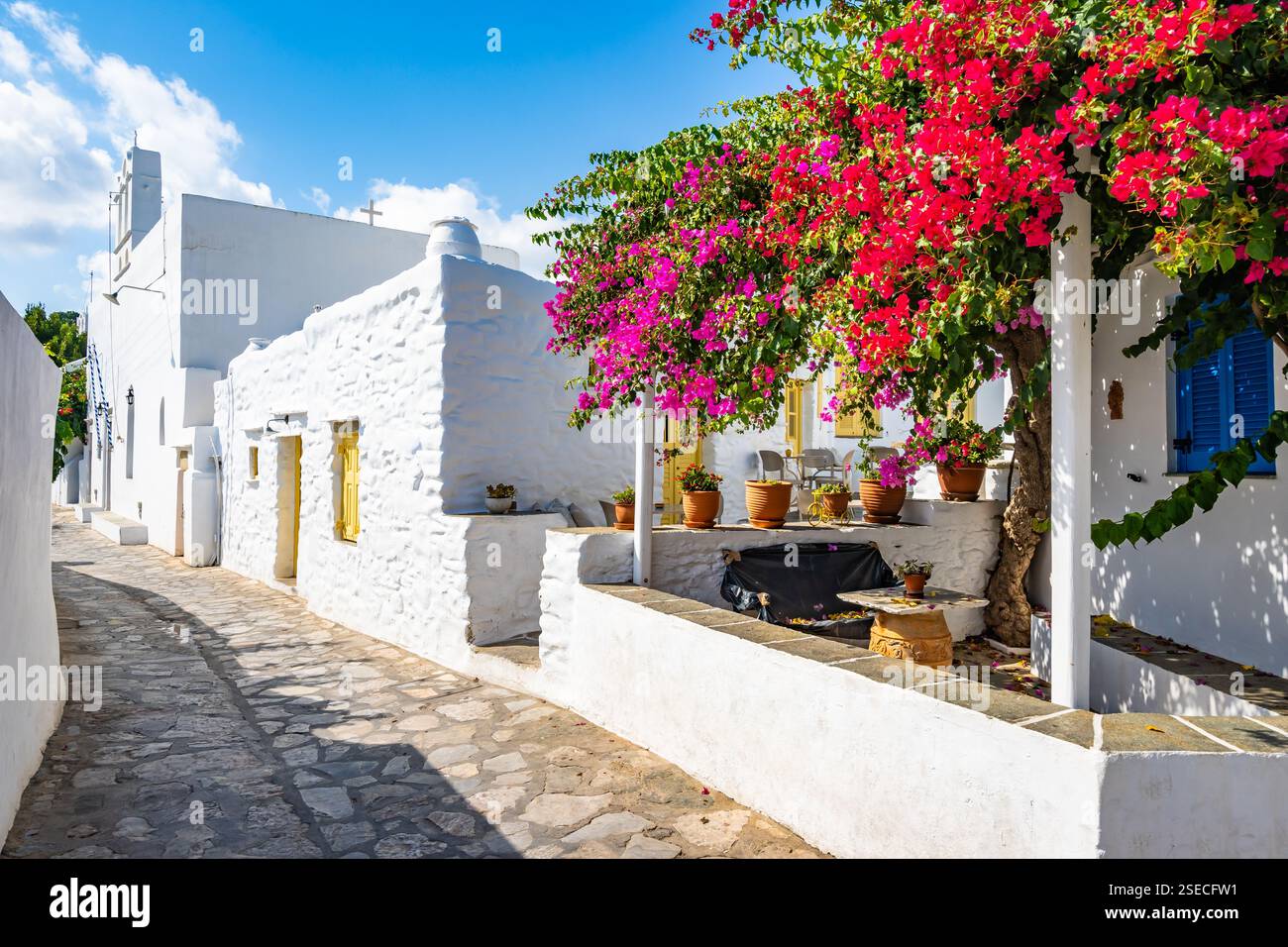 Typical white Greek houses decorated with purple bougainvillea flowers ...