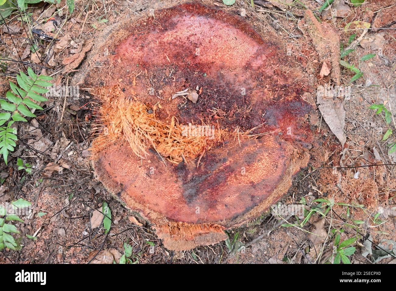Remaining stump surface hi-res stock photography and images - Alamy