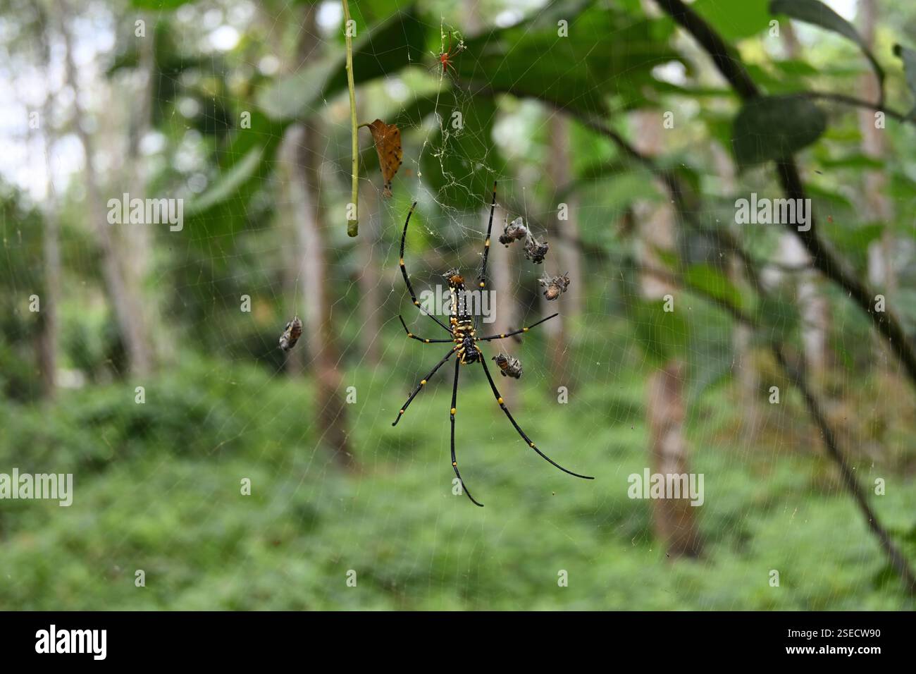 Ventral side view of a female golden orb weaver is sitting on its large ...