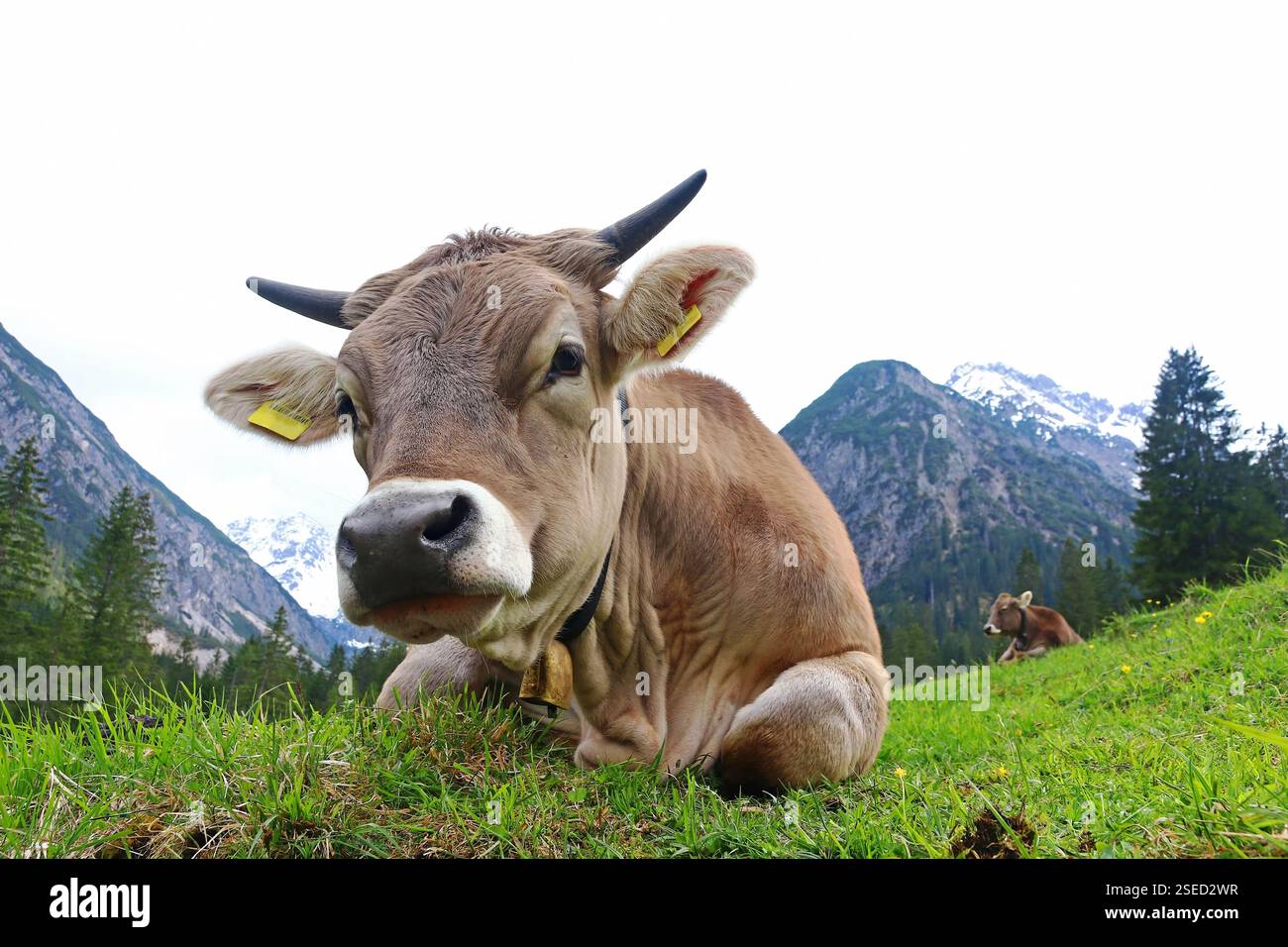 Pretty young brown cattle with horns and bell in the mountains Stock ...