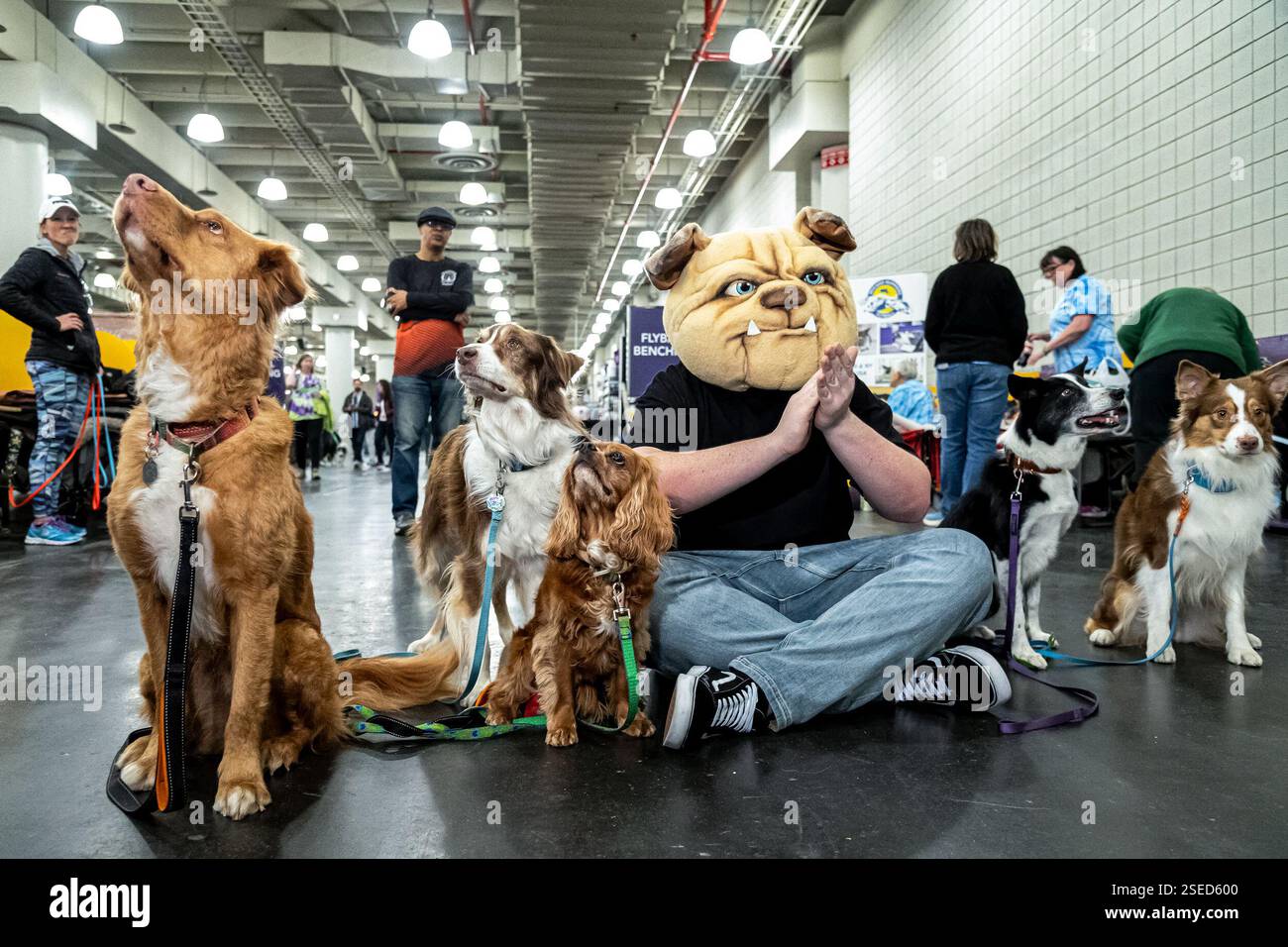 Backstage as the dogs wait their turn to compete in the Agility ...