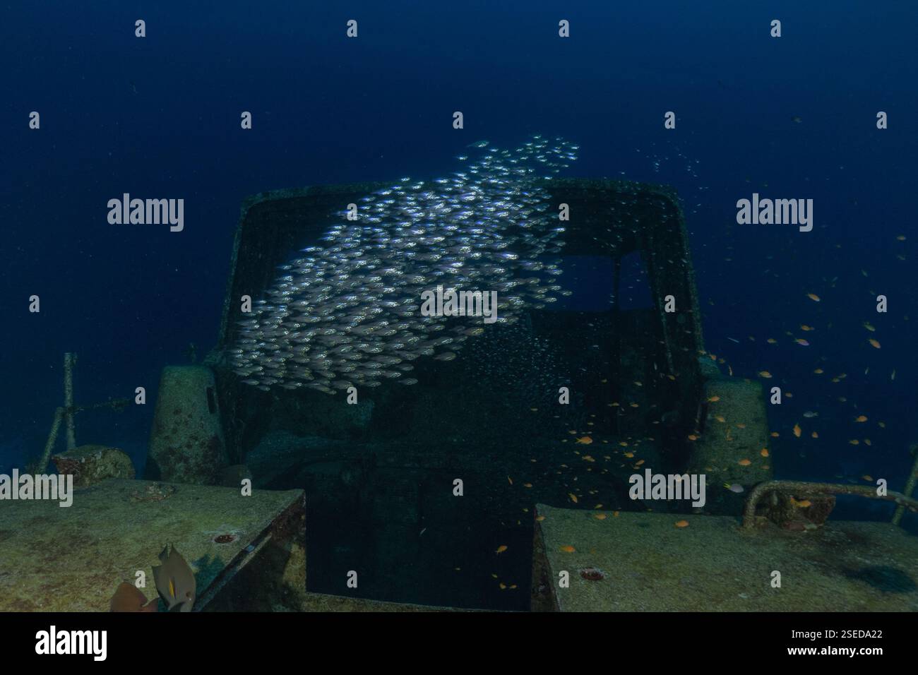Fish swimming in the Red Sea, colorful fish, Eilat Israel Stock Photo ...
