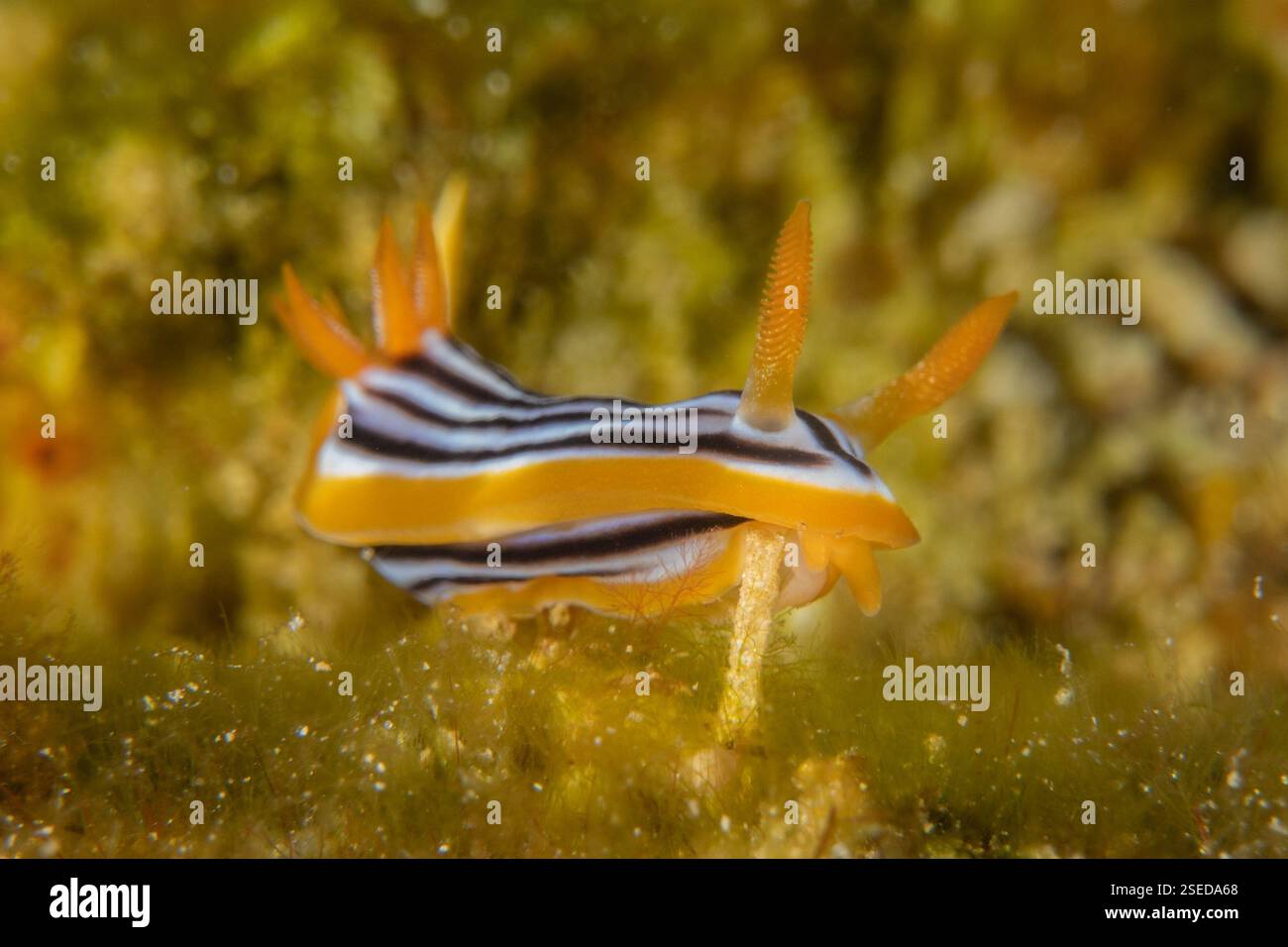 Sea Slug in the Red Sea Colorful and beautiful, Eilat Israel Stock ...