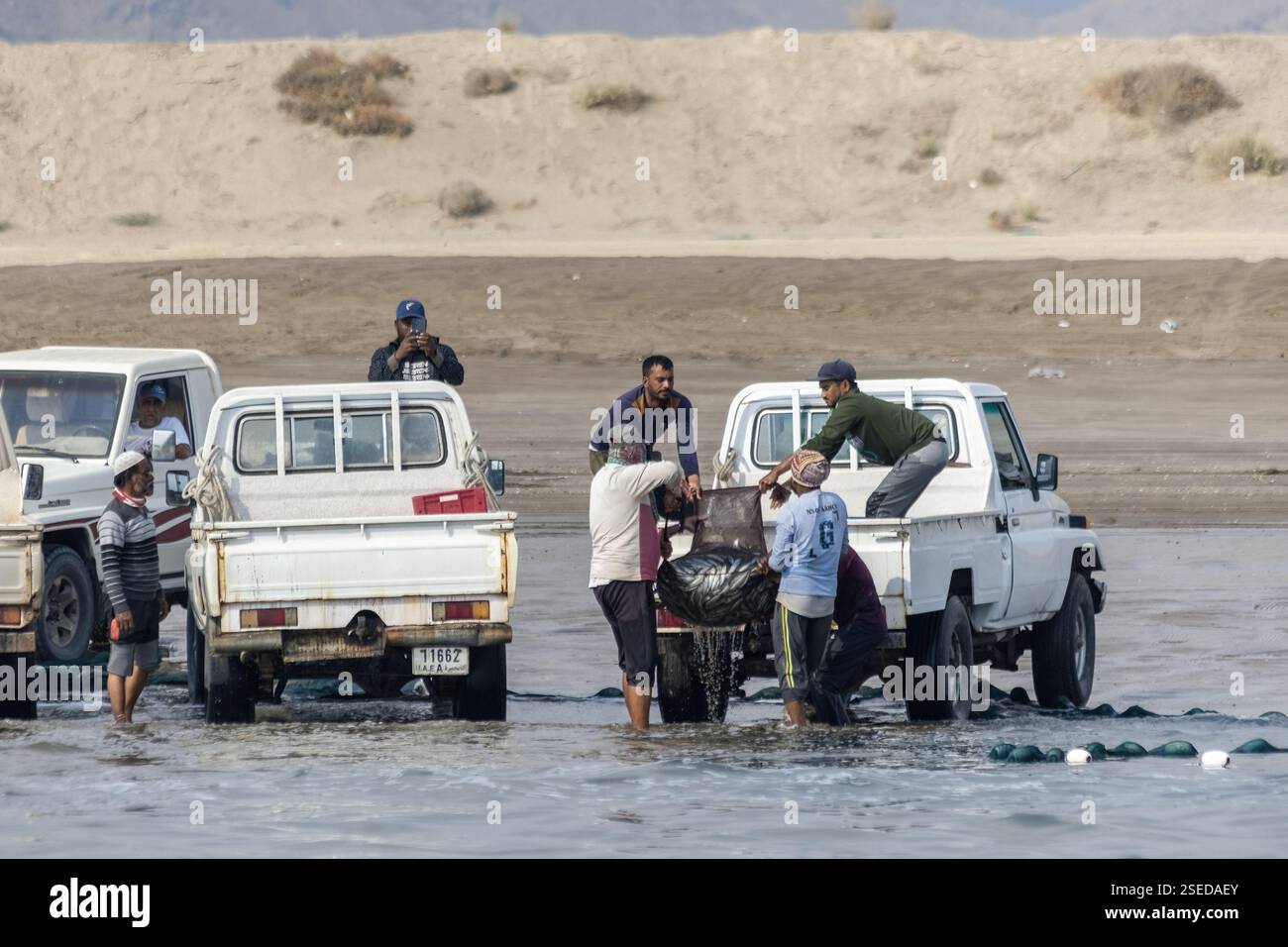 Fishermen uploading fresh fish on the pickup truck in Dubai, UAE Stock ...
