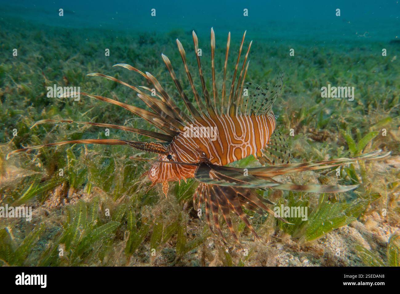 Lionfish (Pterois miles) in the Red Sea colorful fish, Eilat Israel ...