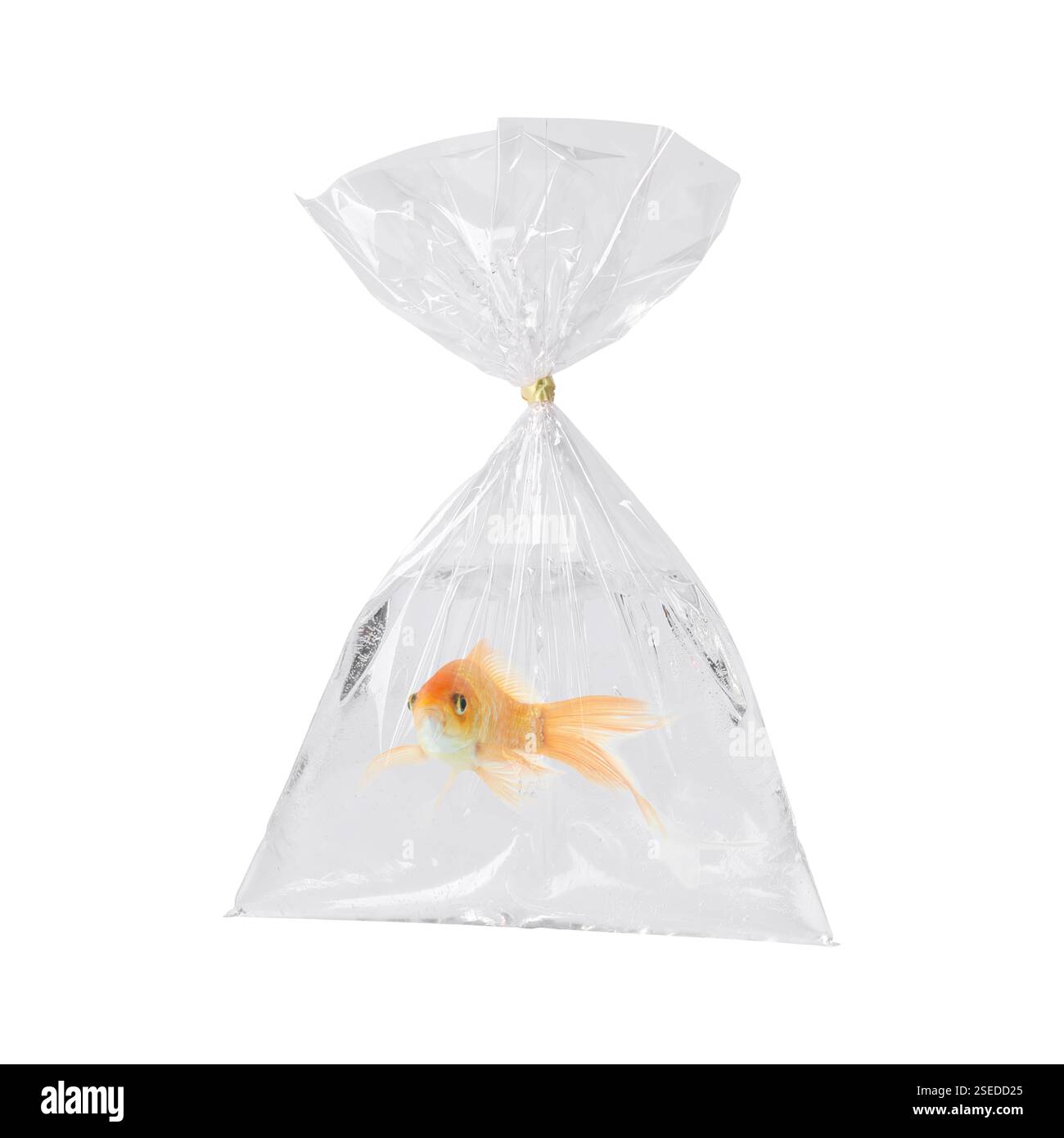 Fish and water in plastic bag isolated on white Stock Photo - Alamy