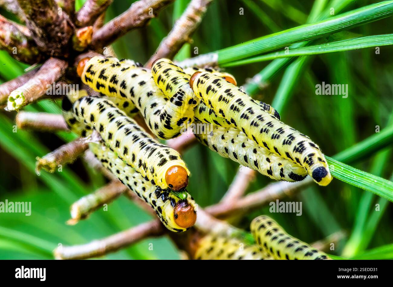 Macro close-up of a cluster of sawfly larvae feeding on pine needles ...