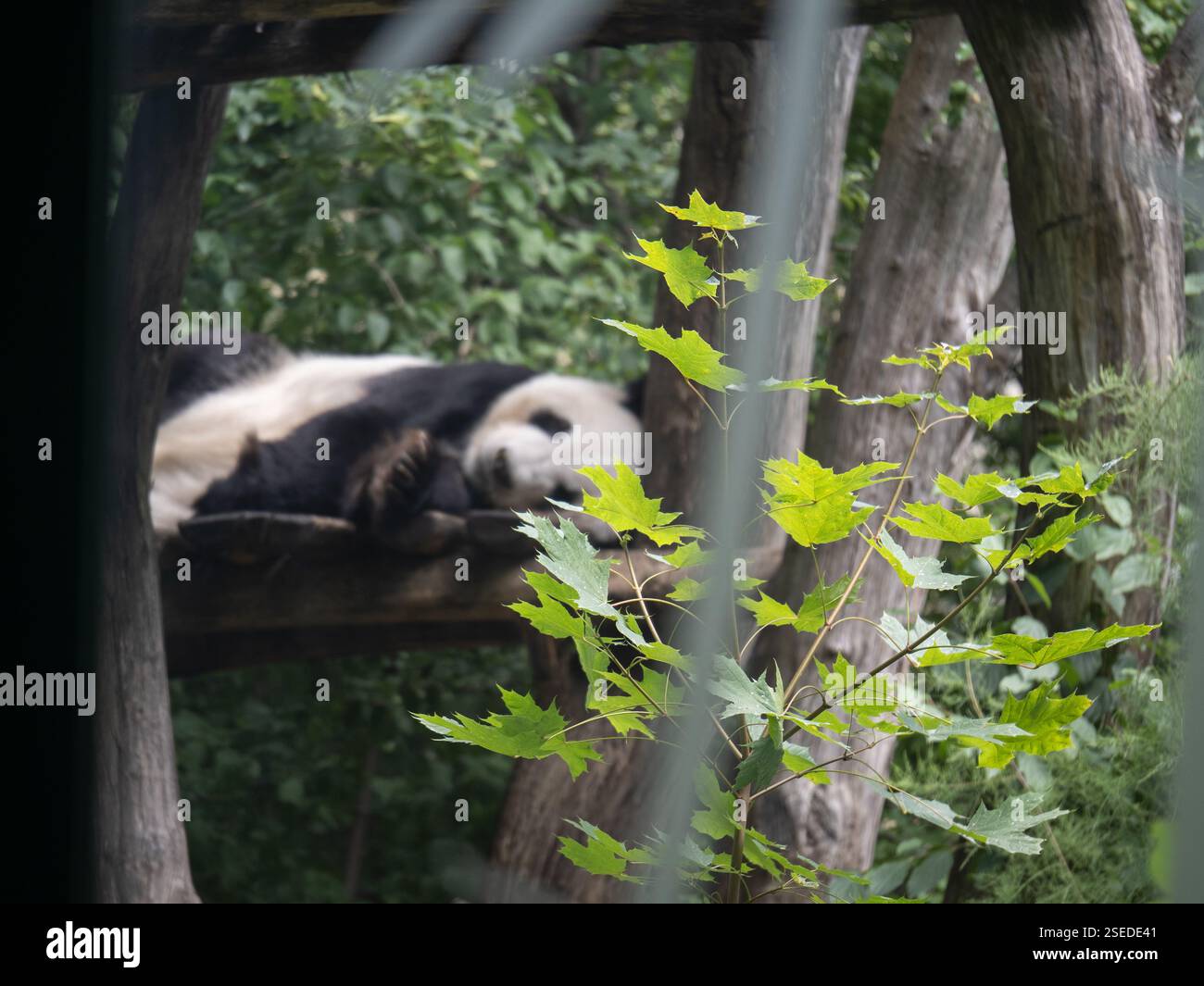 Napping panda hi-res stock photography and images - Alamy