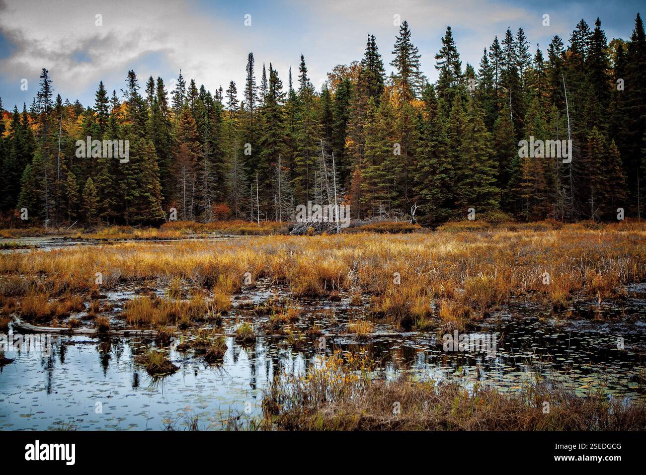 Fall Colors in Algonquin Provincial Park, Ontario Canada Stock Photo ...