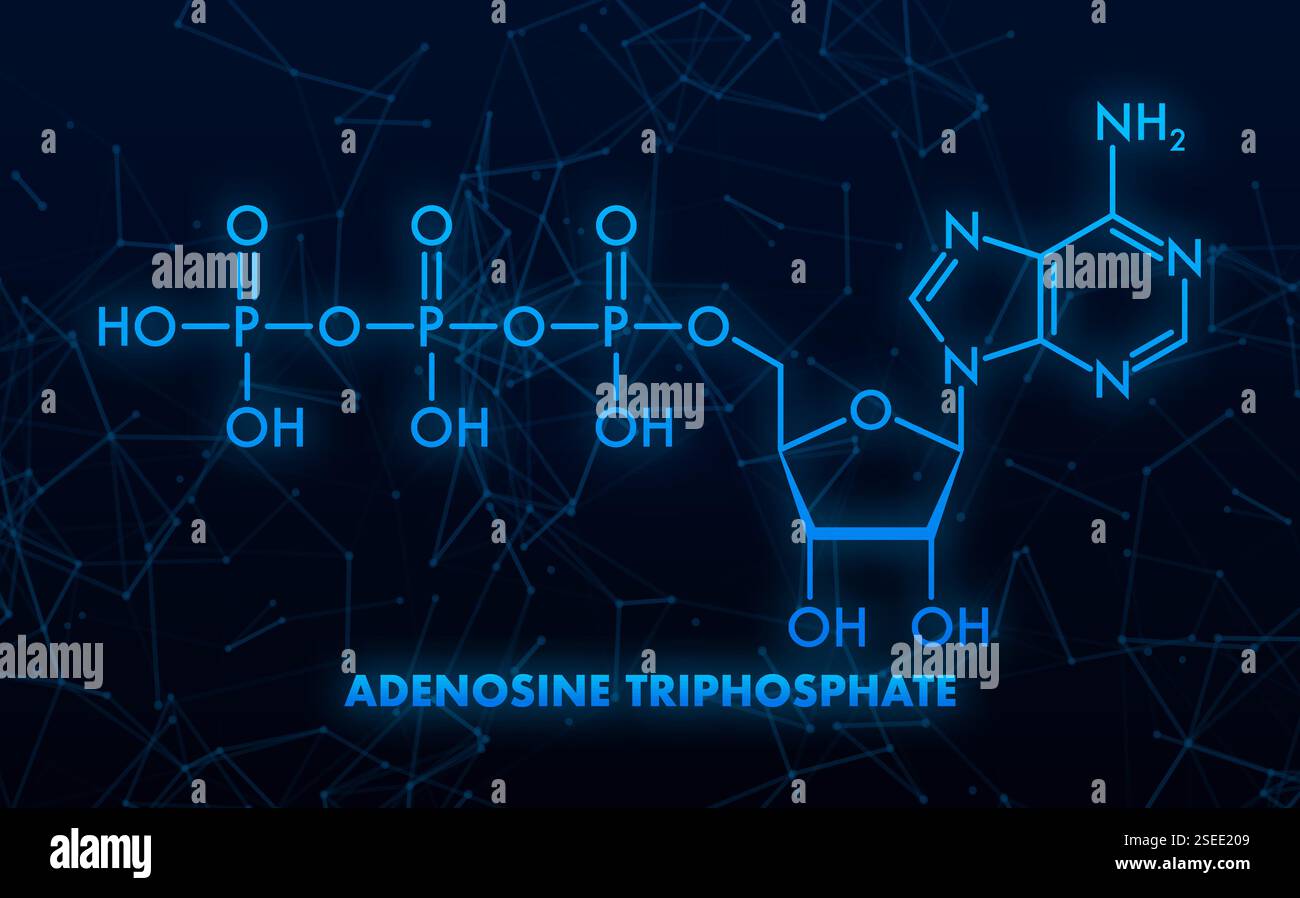 Adenosine triphosphate molecule hi-res stock photography and images - Alamy