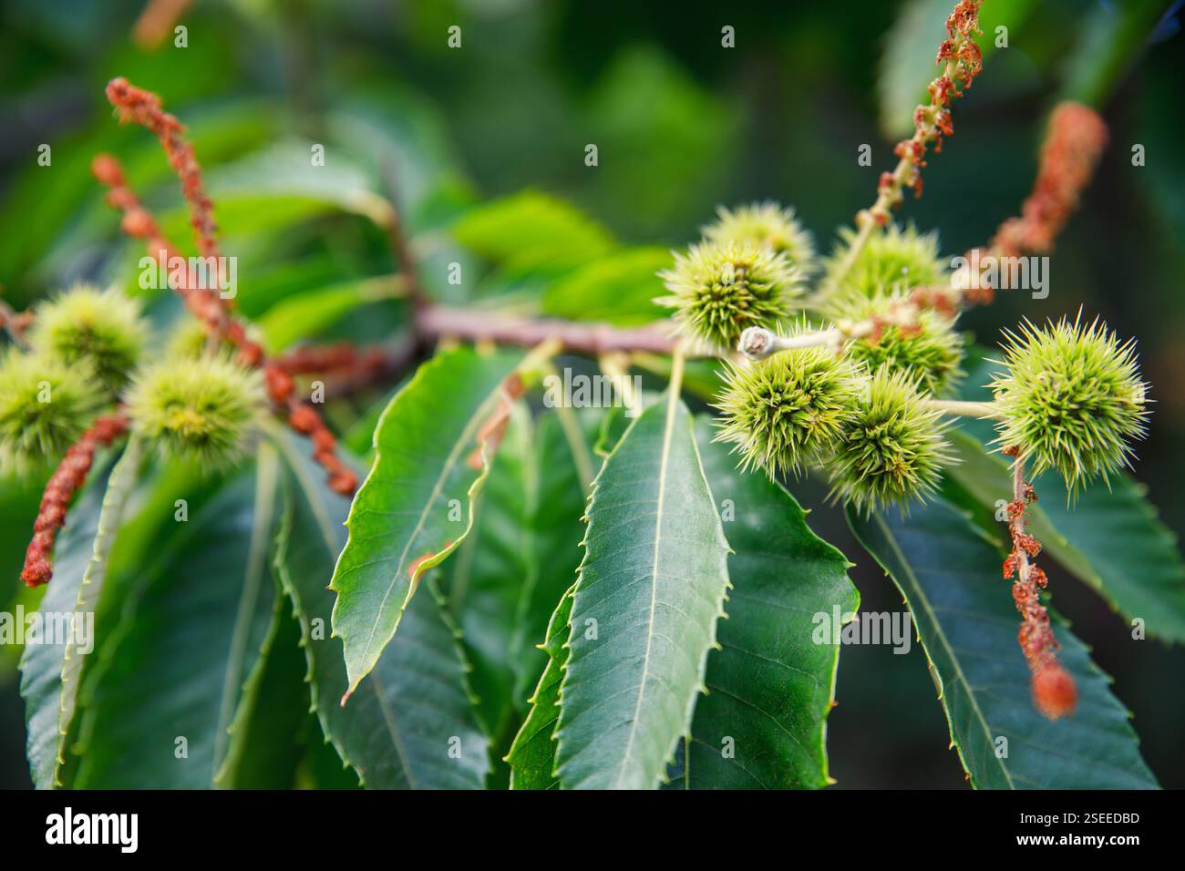 Close-up detail castanea sativa chestnut tree young spiky burs hang ...