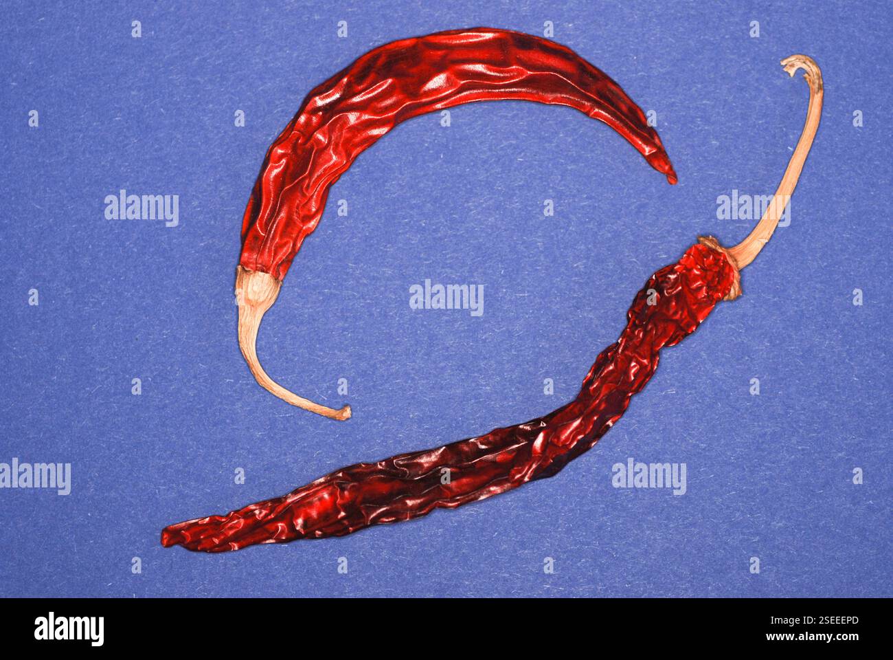 Concept photography of red chilli isolated Stock Photo - Alamy