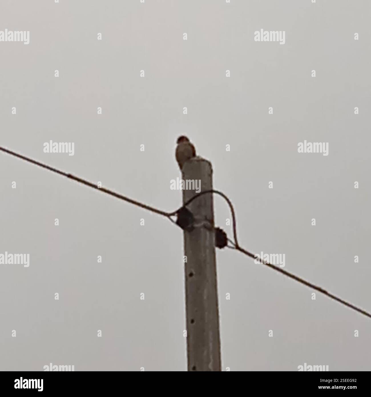 American Kestrel (Falco sparverius), Aves, Ransa, Urb. San Martín Mz C ...