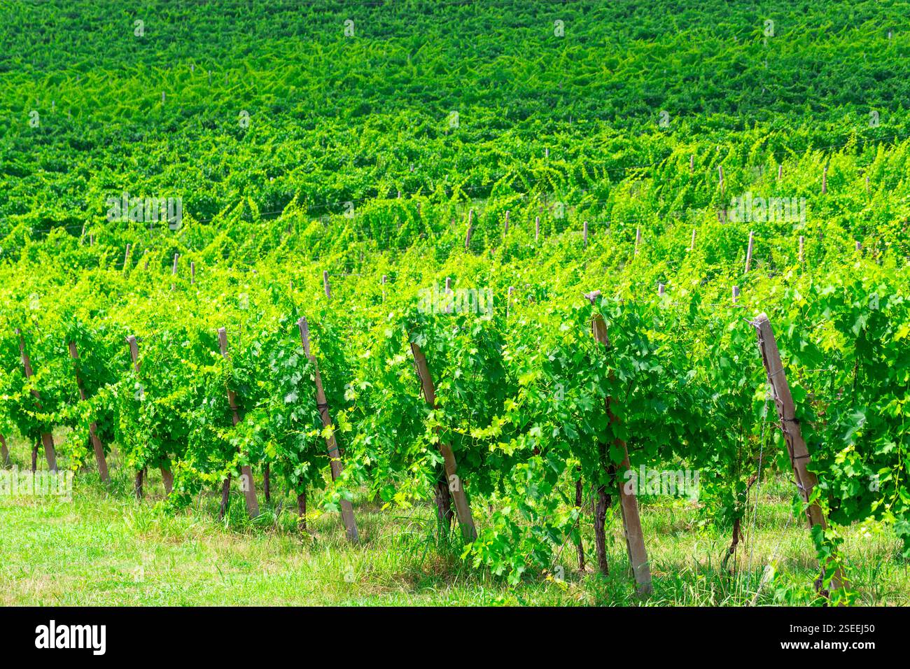 Fields of grapes in the summer, Tuscany. Italy Stock Photo - Alamy