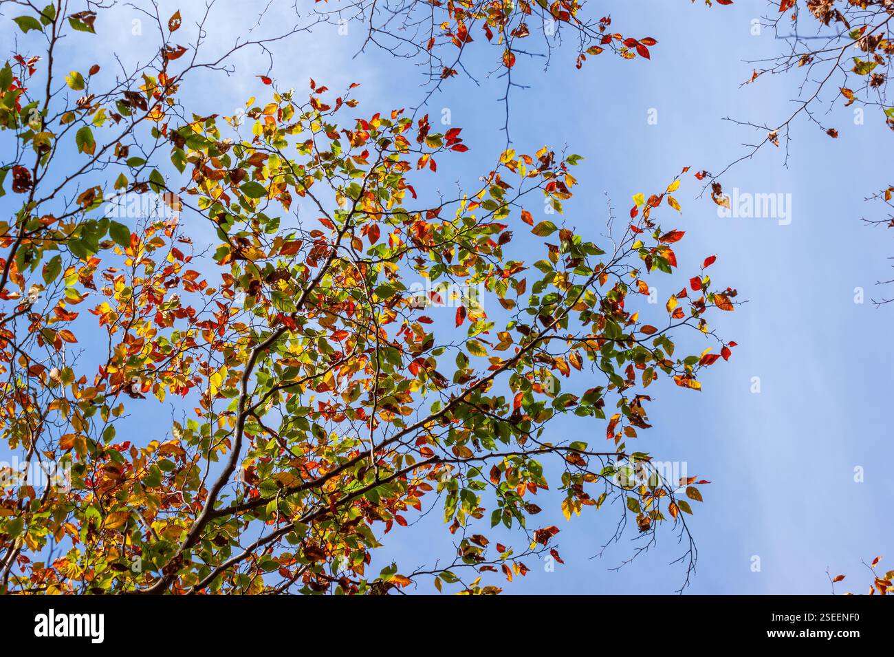 American beech leaves (Fagus grandifolia) showcasing vibrant autumn ...