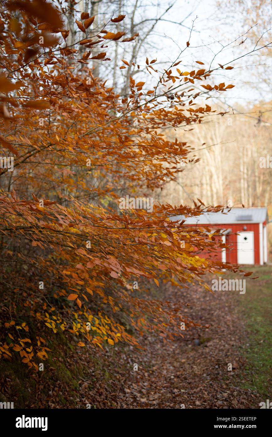 Fall colors in rural West Virginia Stock Photo - Alamy