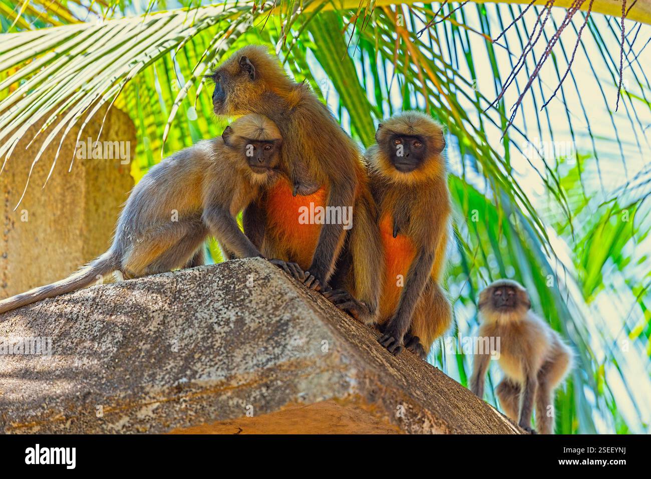 Wild monkeys in the jungles of India Stock Photo - Alamy
