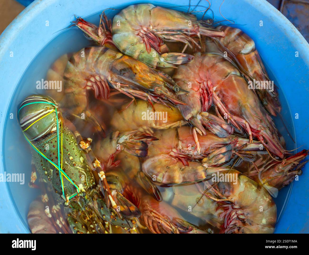 Sale of seafood in the markets of different cities of Goa and other ...