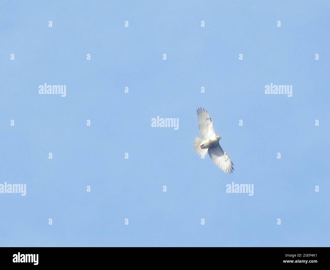 Red-tailed Hawk (Buteo jamaicensis), Aves, Savannah, GA, USA, Leucisitc ...