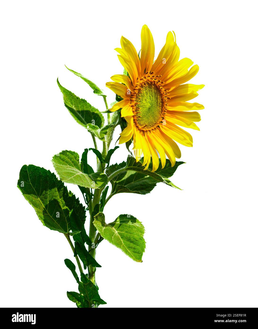 Bright summer sky sun Cut Out Stock Images & Pictures - Alamy