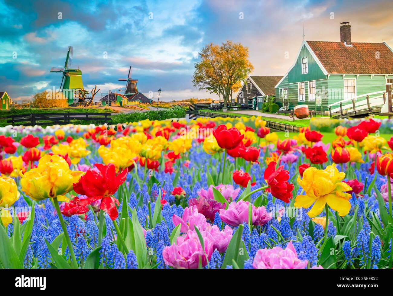 Dutch wind mills Stock Photo - Alamy