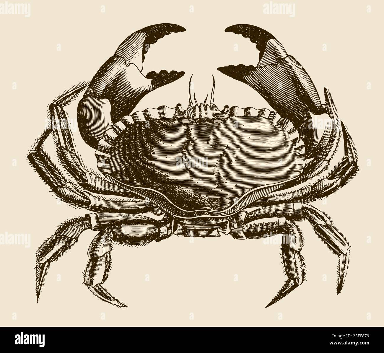 Edible crab cancer pagurus in top view after antique engraving from ...