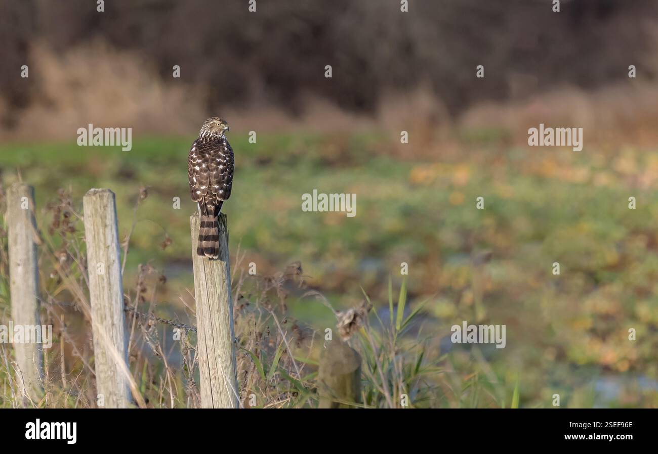 A sharp-shinned hawk " Accipiter striatus " pearches on a fence post on ...