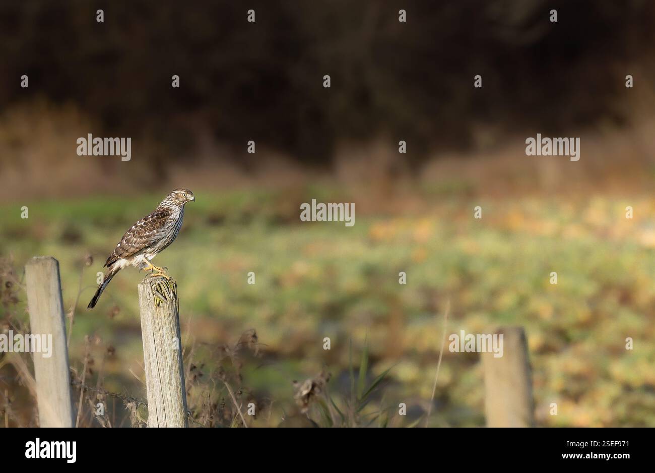 A sharp-shinned hawk " Accipiter striatus " pearches on a fence post on ...