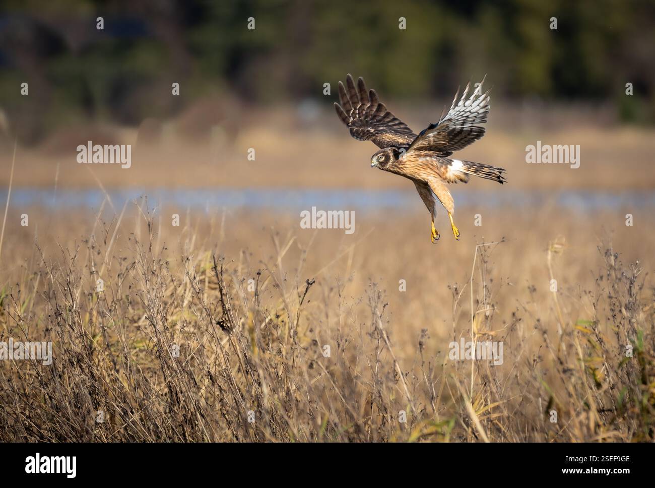 A northern harrier " Circus hudsonius " flies over a marsh in north ...