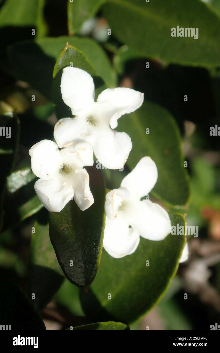 Sand Carissa (Carissa tetramera), Plantae, Stentor 2, Ehlanzeni, South ...