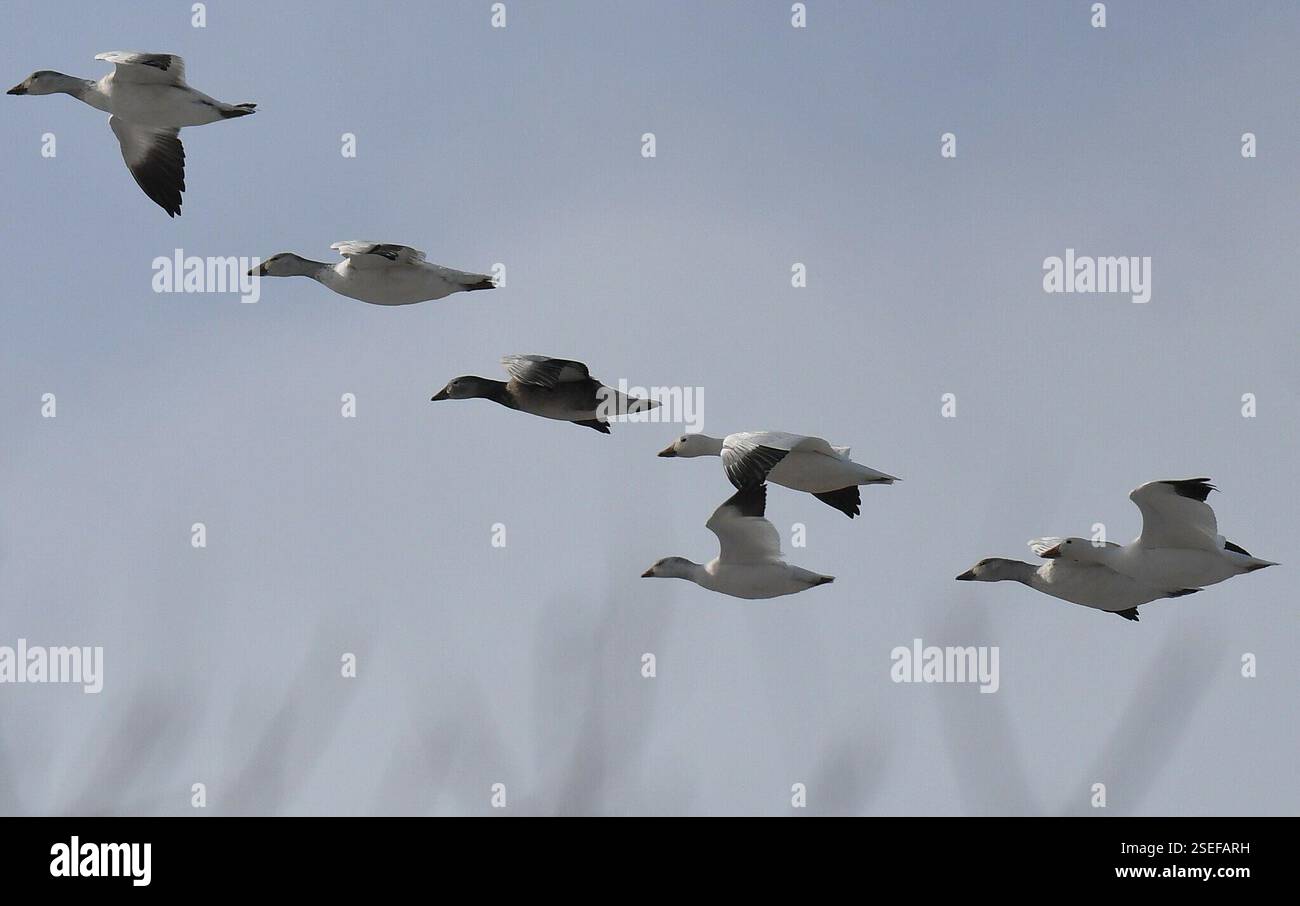 Ross's Goose (Anser rossii), Aves, Winfield Sandy Slough, Lincoln ...