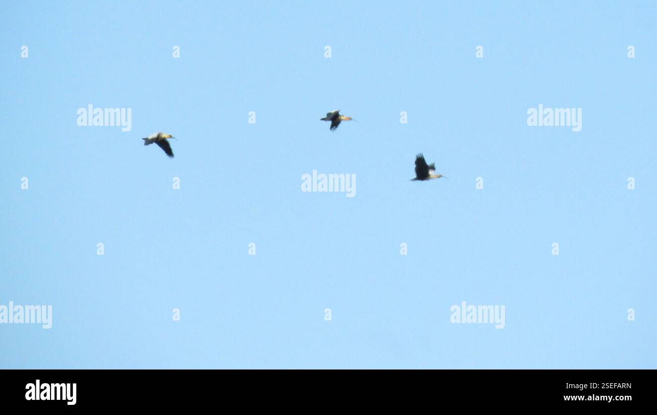 Black-faced Ibis (Theristicus melanopis), Aves, Islas del Atlantico Sur ...