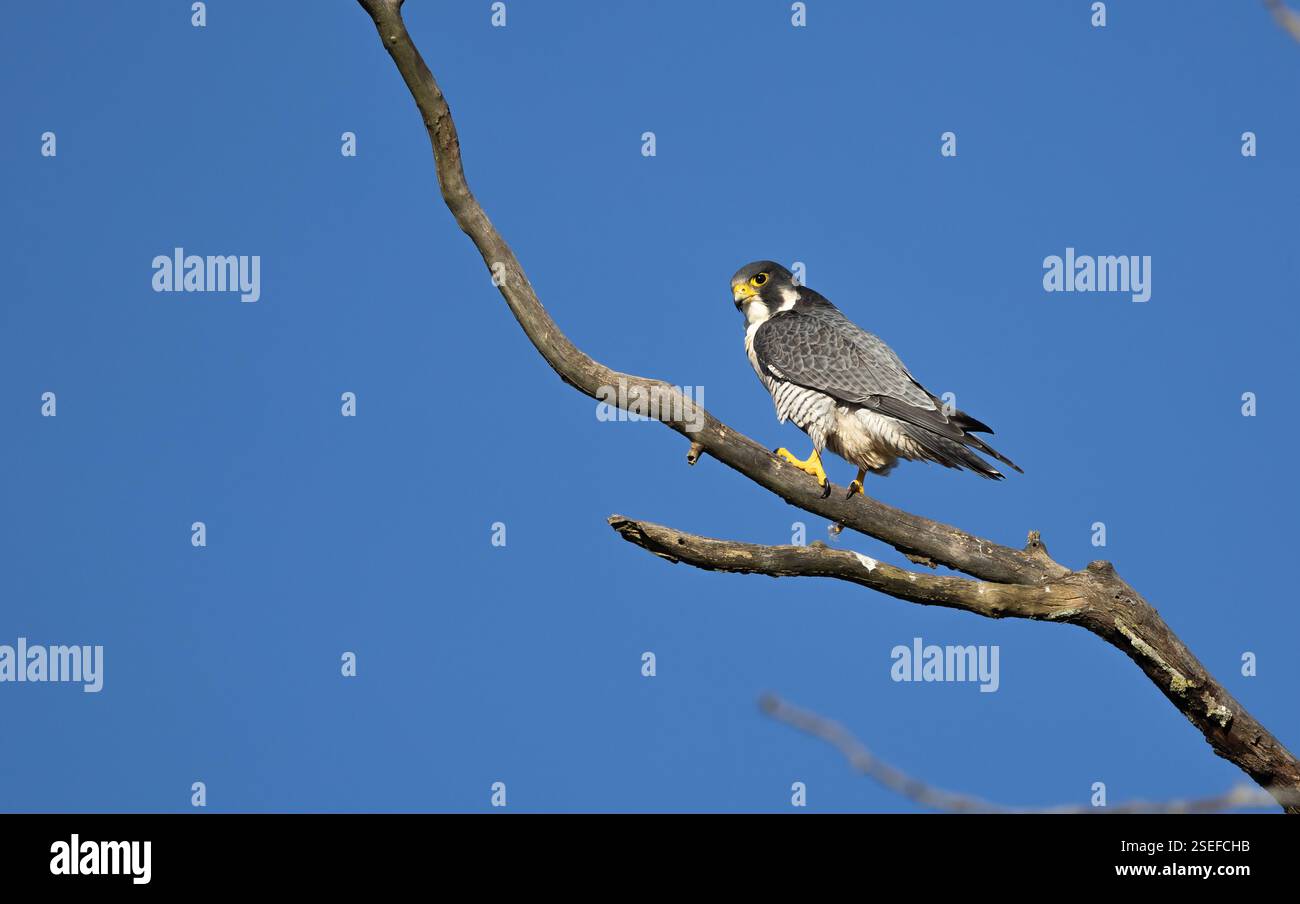 A peregrine falcon " Falco peregrinus " perches in a tree in Canada ...