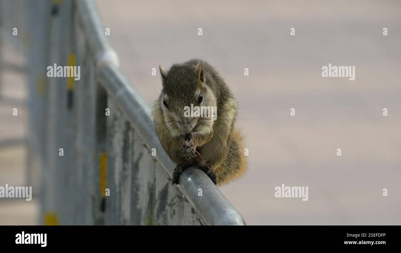 Finlayson's Squirrel (Callosciurus finlaysonii), Mammalia, Бангкок ...