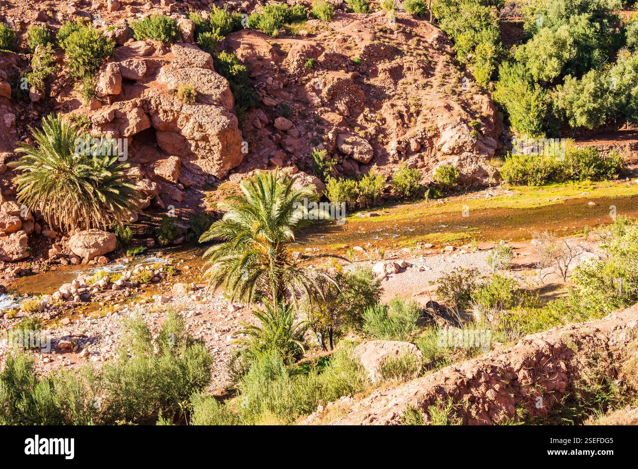 View of green oasis with palm trees and river in Dades valley between ...
