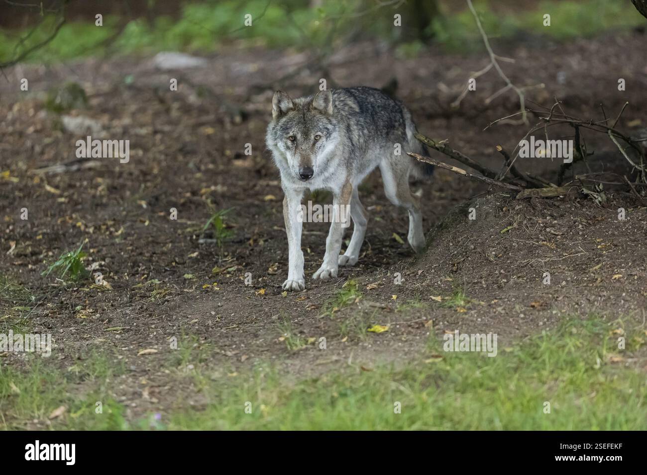 One adult male eurasian gray wolf (Canis lupus lupus) walking out of a ...