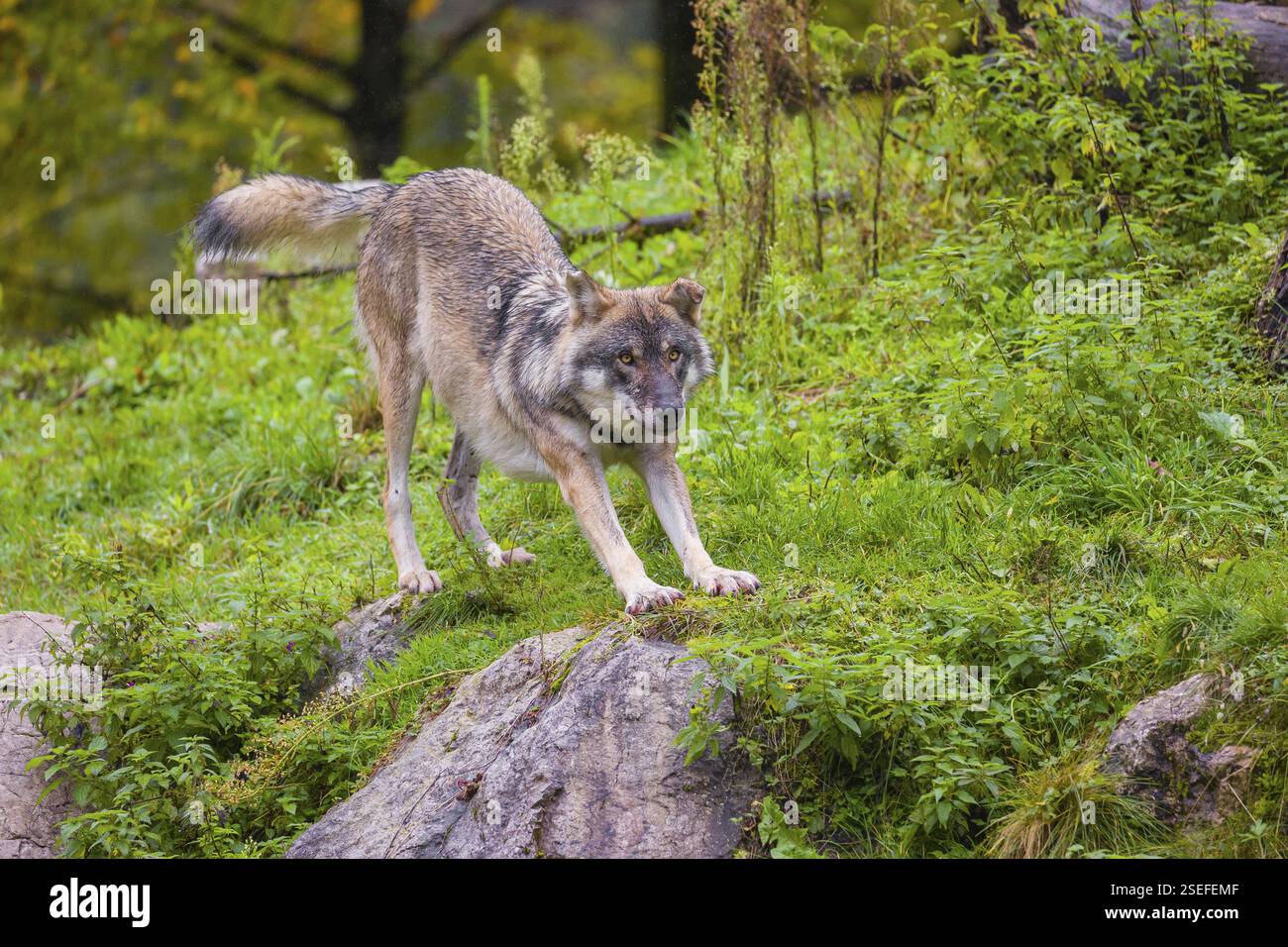 A eurasian gray wolf (Canis lupus lupus) stands on a hill and stretches ...